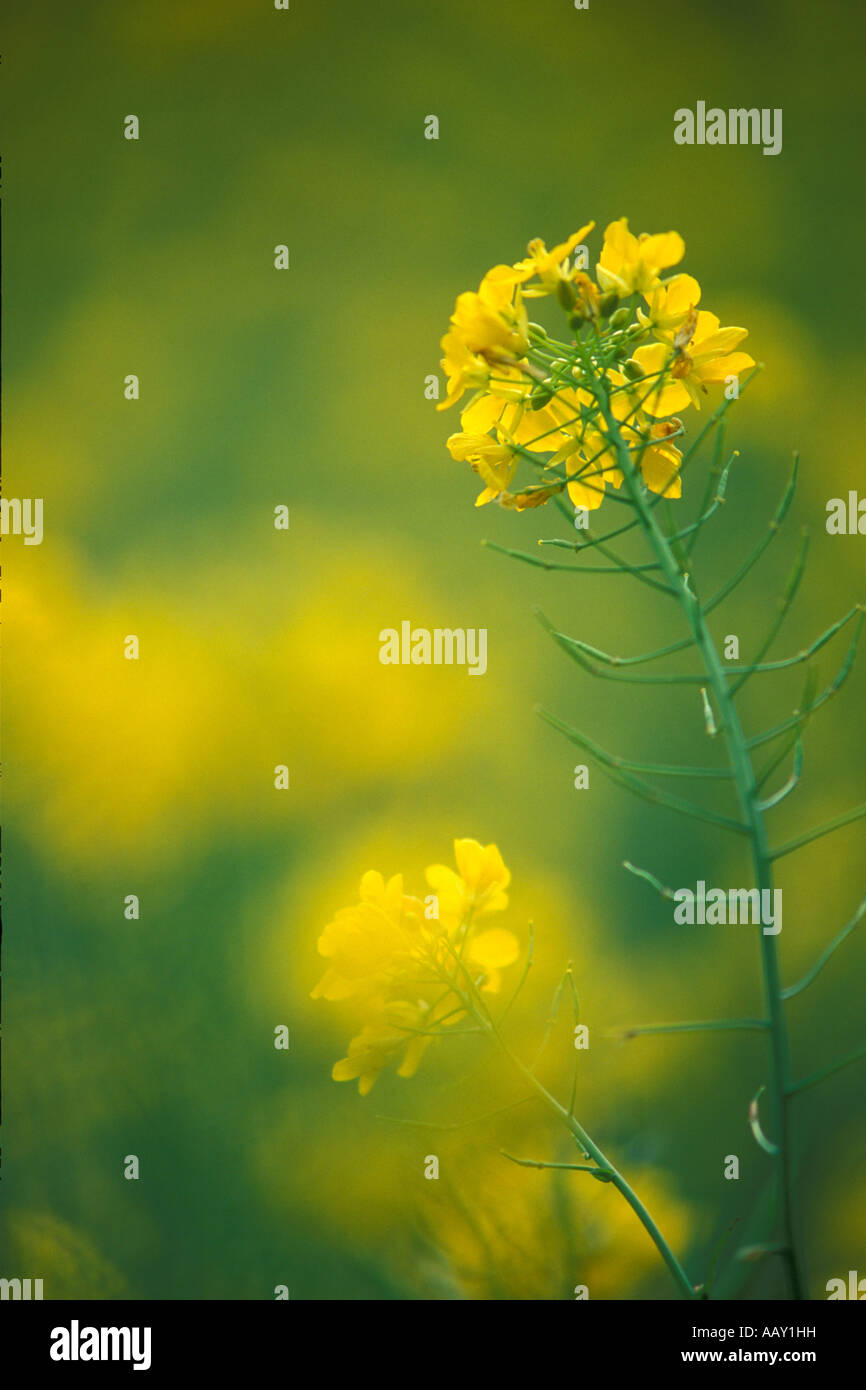 mustard flower blooming in spring time in California wine growing ...