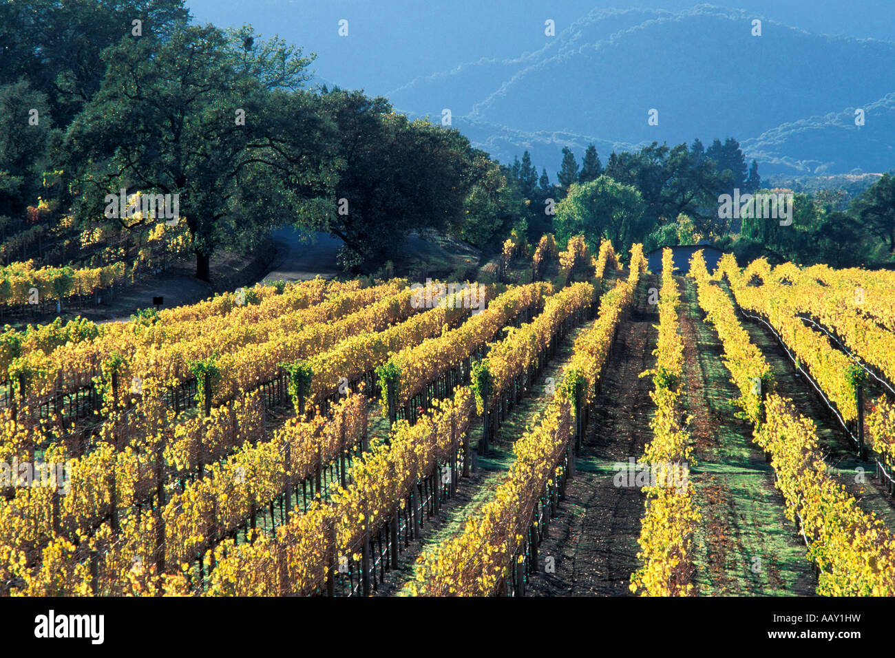 Landscape autumn vineyards organic hi-res stock photography and images ...