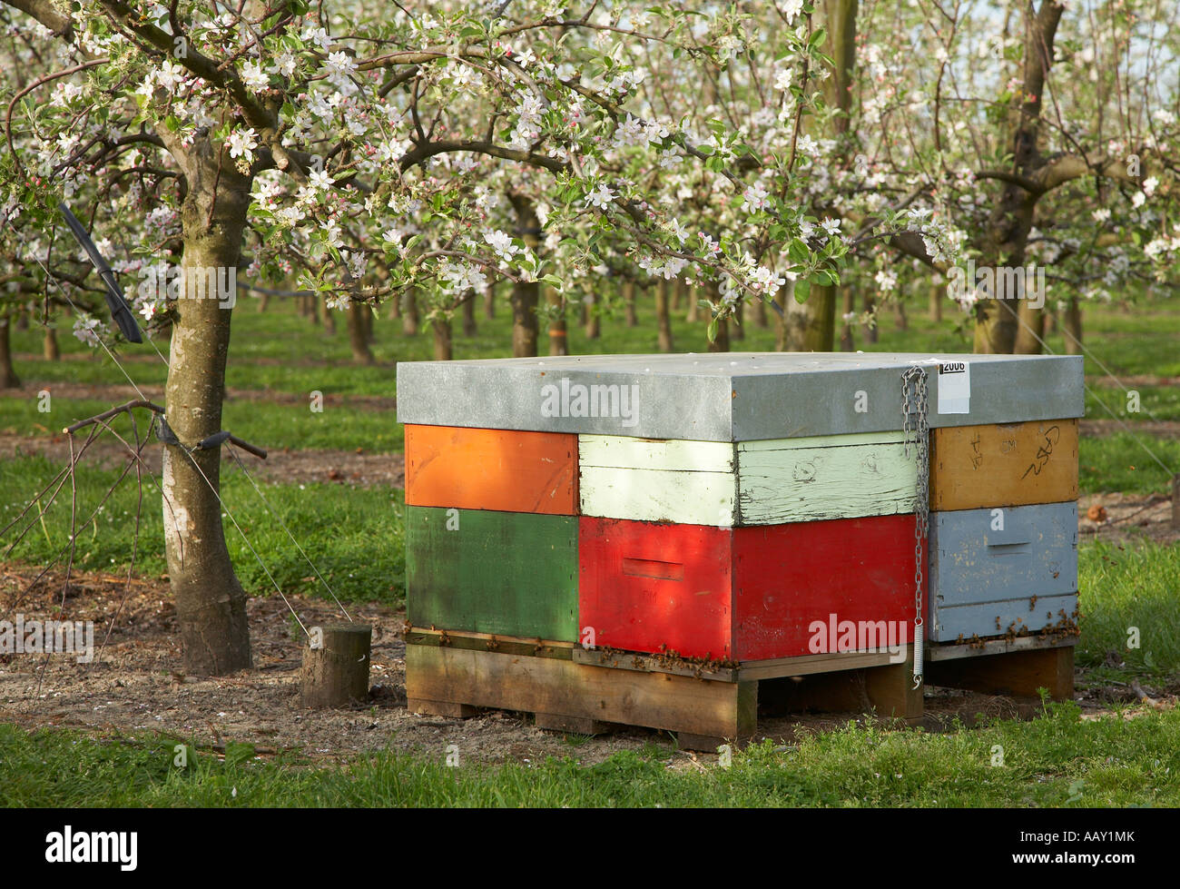Pollination aid hi-res stock photography and images - Alamy
