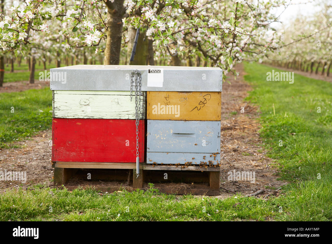 Bee hive in apple orchard hi-res stock photography and images - Alamy