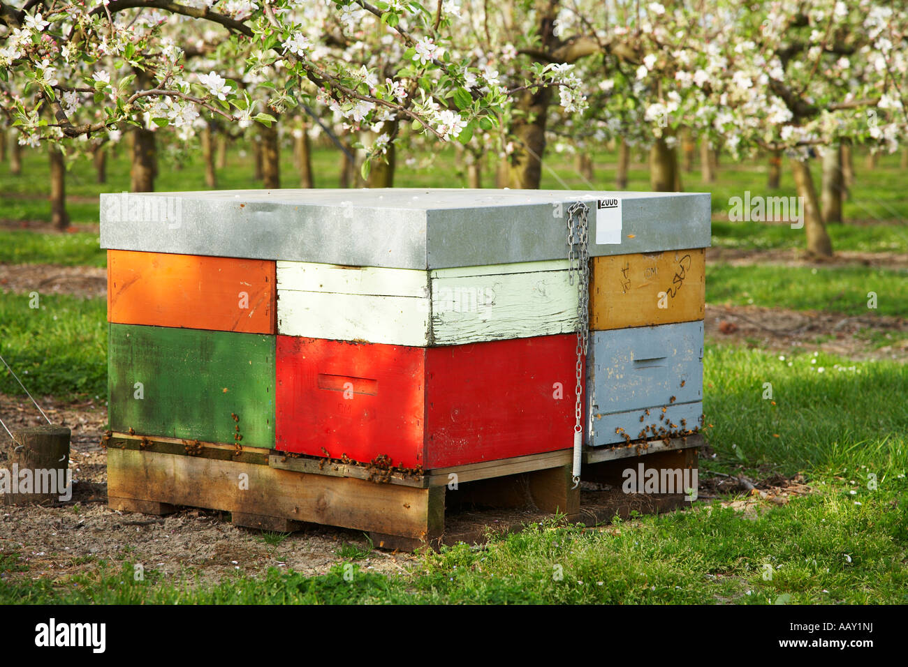 bee hive in orchard full of blossom used for pollination Stock Photo ...