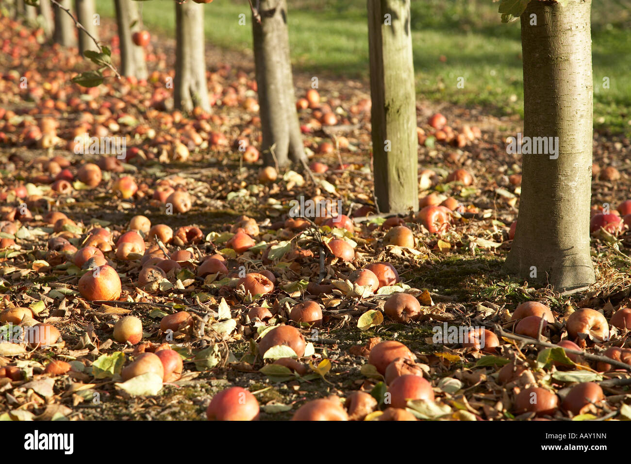 fallen apples on ground after harvest orchard autumn Stock Photo - Alamy