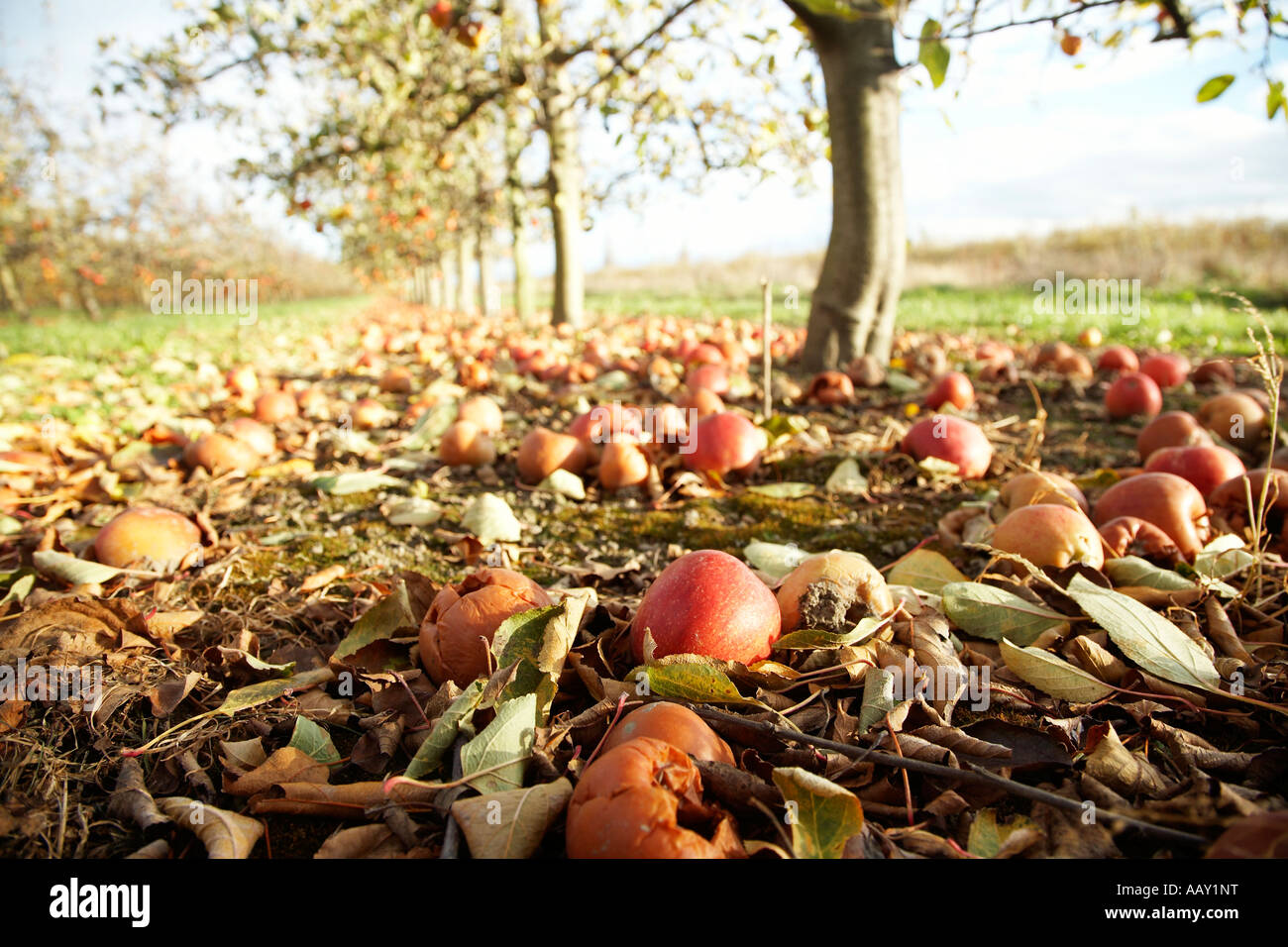 Apple ground orchard hi-res stock photography and images - Alamy