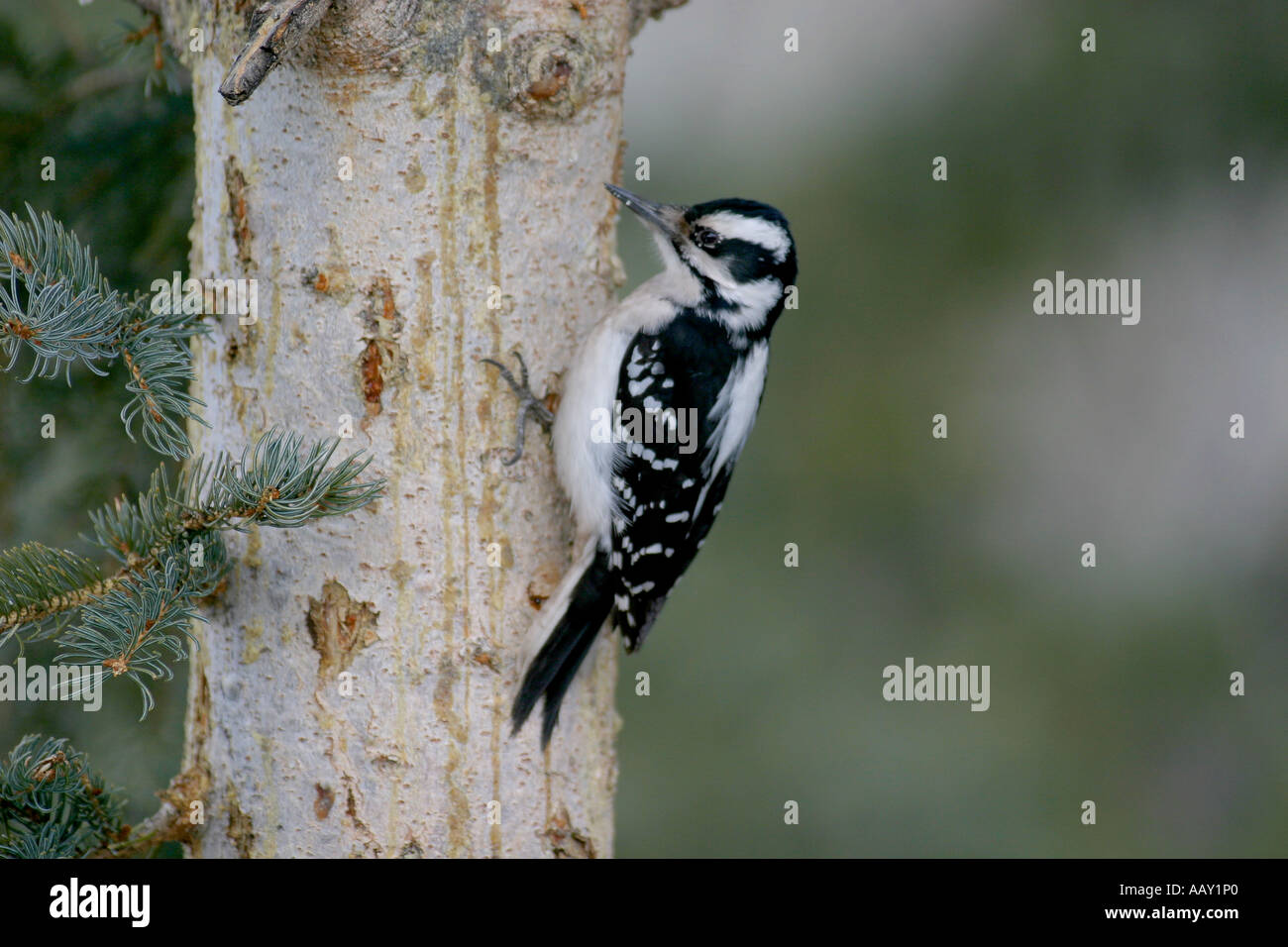 Birds of North America Downy woodpecker Picoides pubescens Stock Photo ...