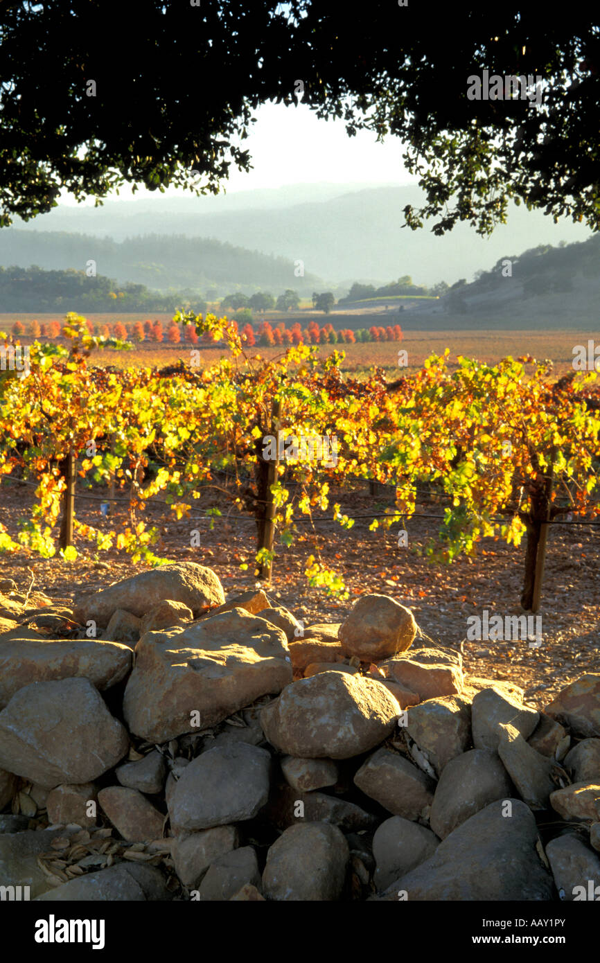 stone wall oak tree and wine vineyards in the Napa Valley of California ...