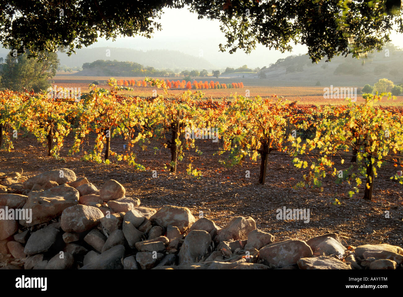 Napa Valley vineyards in fall colors with a stone wall along the ...