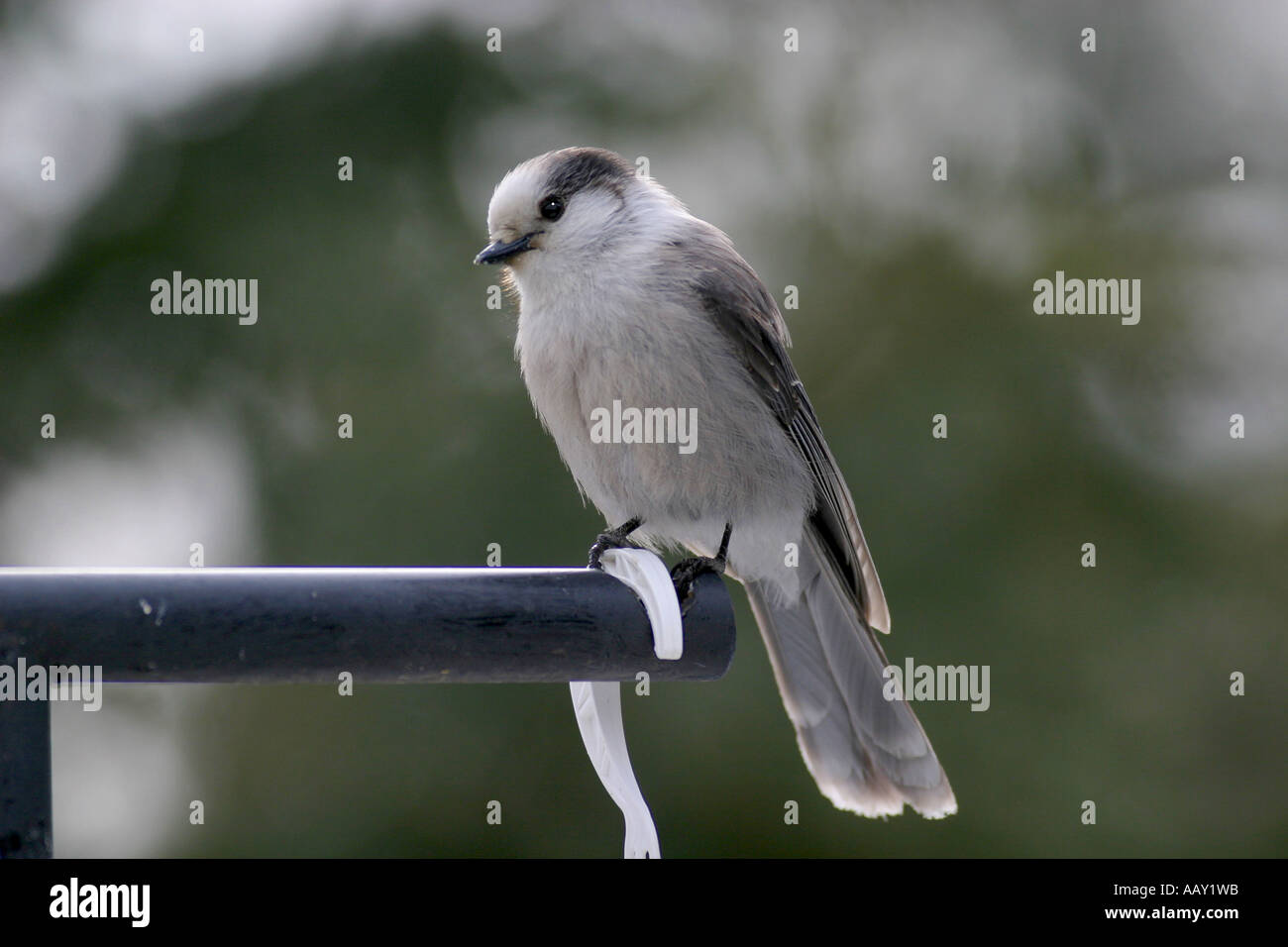 GRAY JAY; Birds of North America, Canada, gray jay perisoreus ...