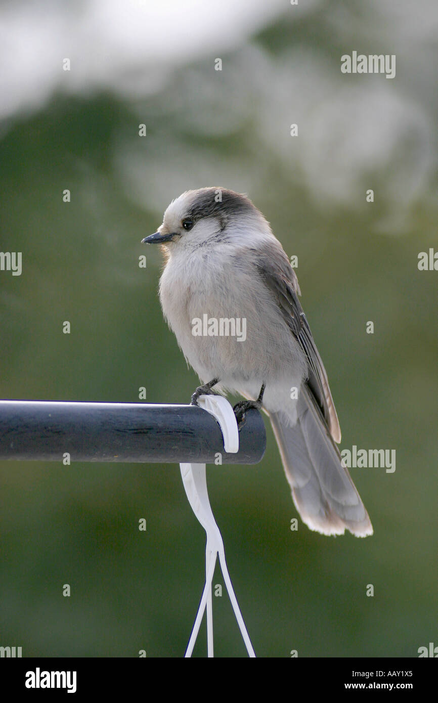 GRAY JAY; Birds of North America, Canada, gray jay perisoreus ...