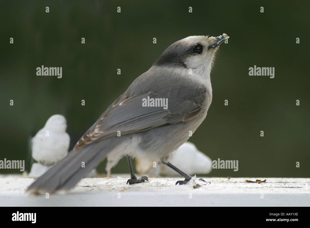 GRAY JAY; Birds of North America, Canada, gray jay perisoreus ...