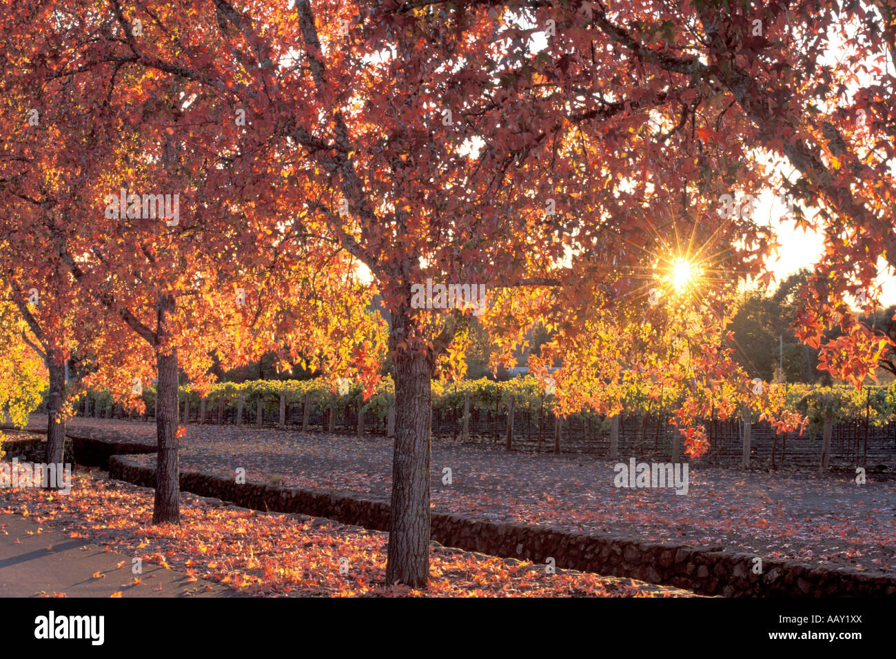 liquid amber trees in fall colors in Alexander Valley vineyards ...