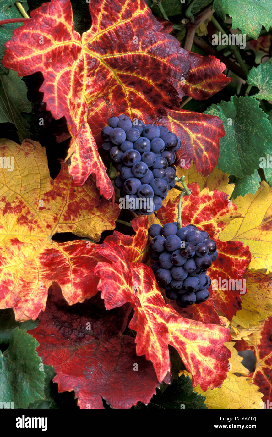 colorful cabernet grapes with leaves in fall colors ready for harvest ...