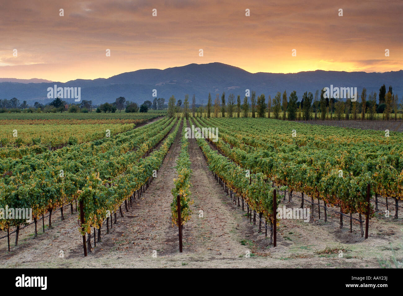 colorful sunset over grape vines and vineyards of Napa Valley wine ...