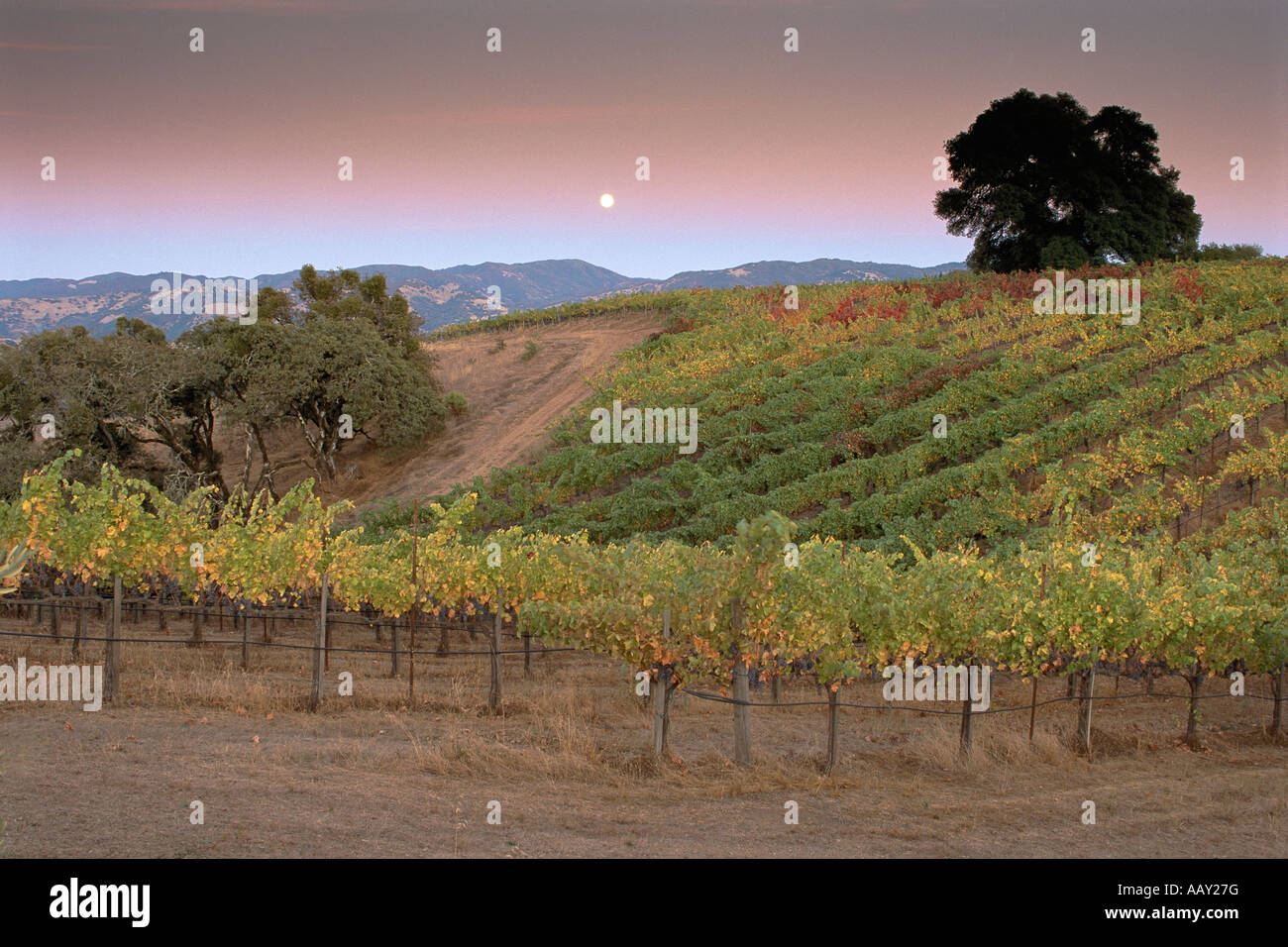 Harvest moon over Northern California mountain vineyards growing ...