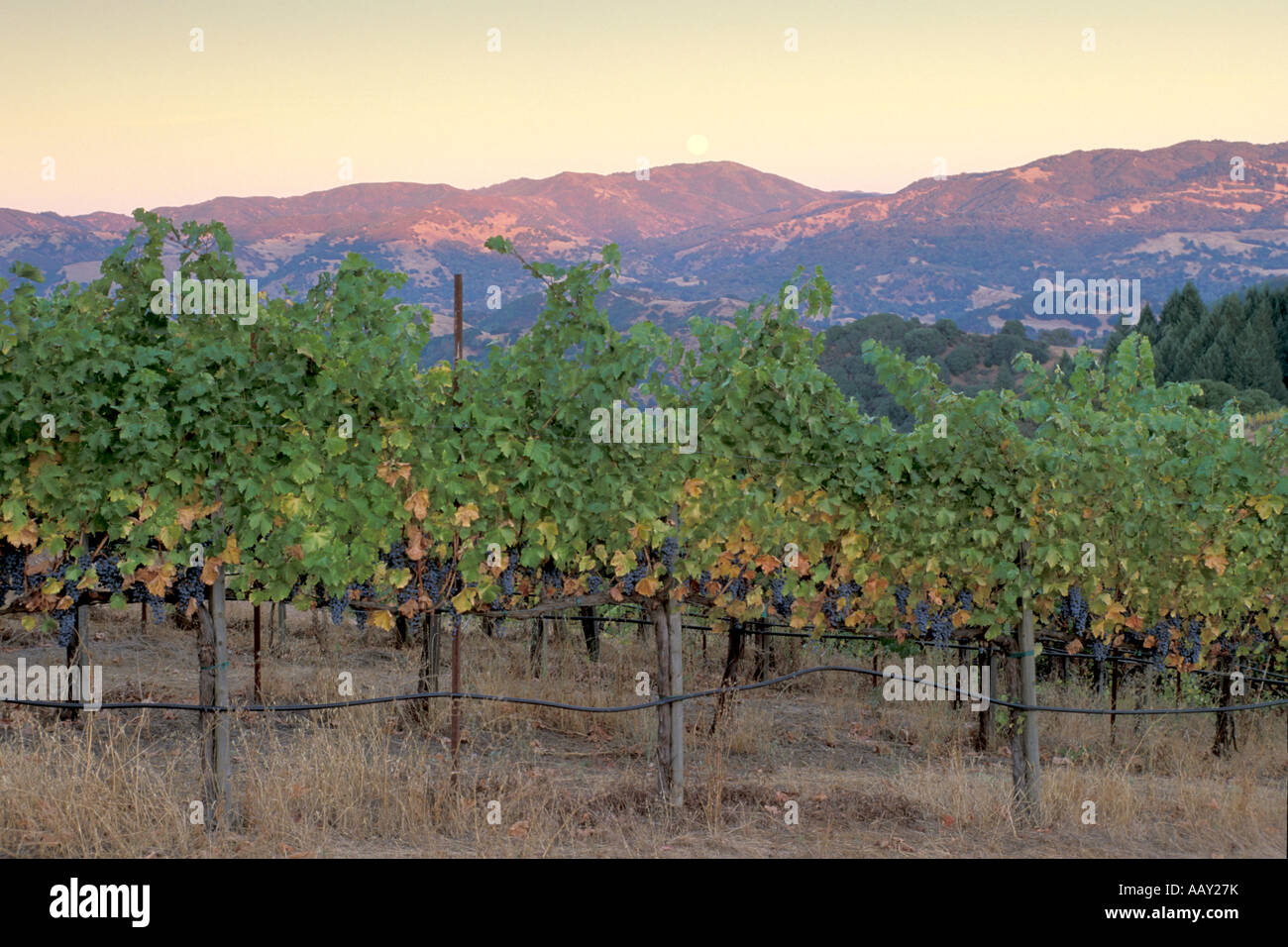 California wine harvest red grapes hi-res stock photography and images ...