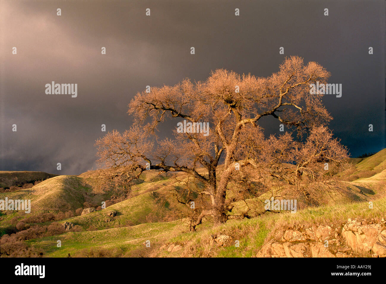 Oaks old mighty storm mount diablo land hi-res stock photography and ...