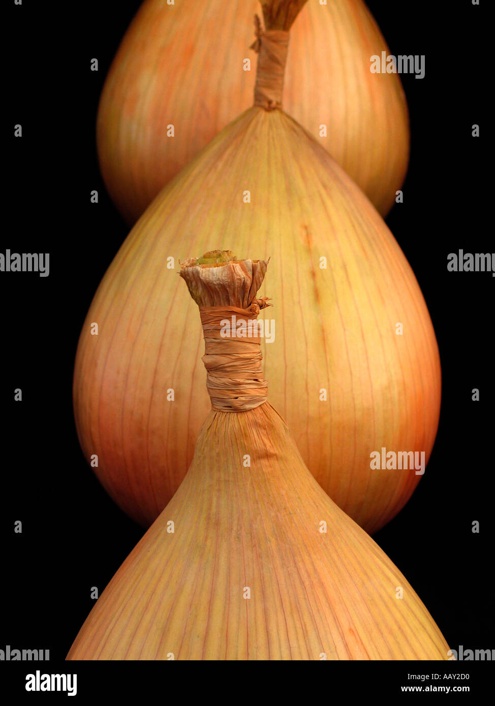 Prizewinning onions at RHS Malvern Autumn Show, 2004 Stock Photo - Alamy