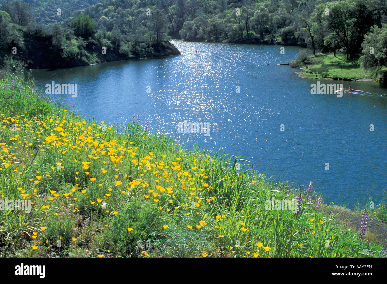 Lake Berryessa California with wildflowers in springtime water supply ...
