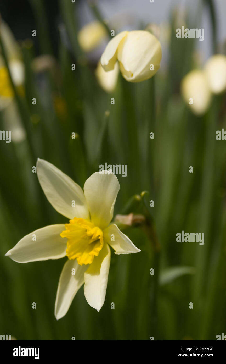 Close view of daffodil bloom hi-res stock photography and images - Alamy