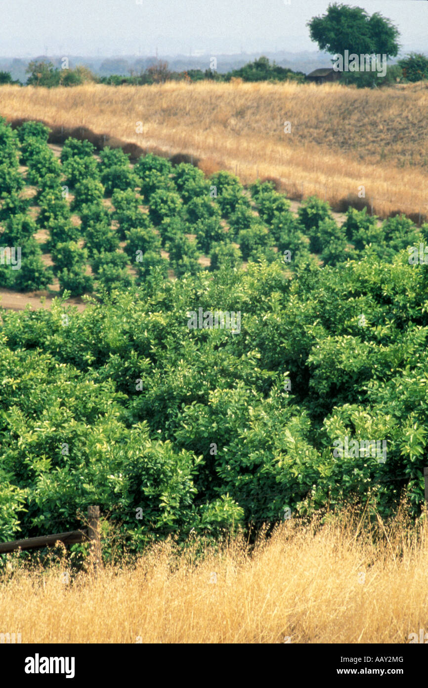 California central valley hi-res stock photography and images - Alamy