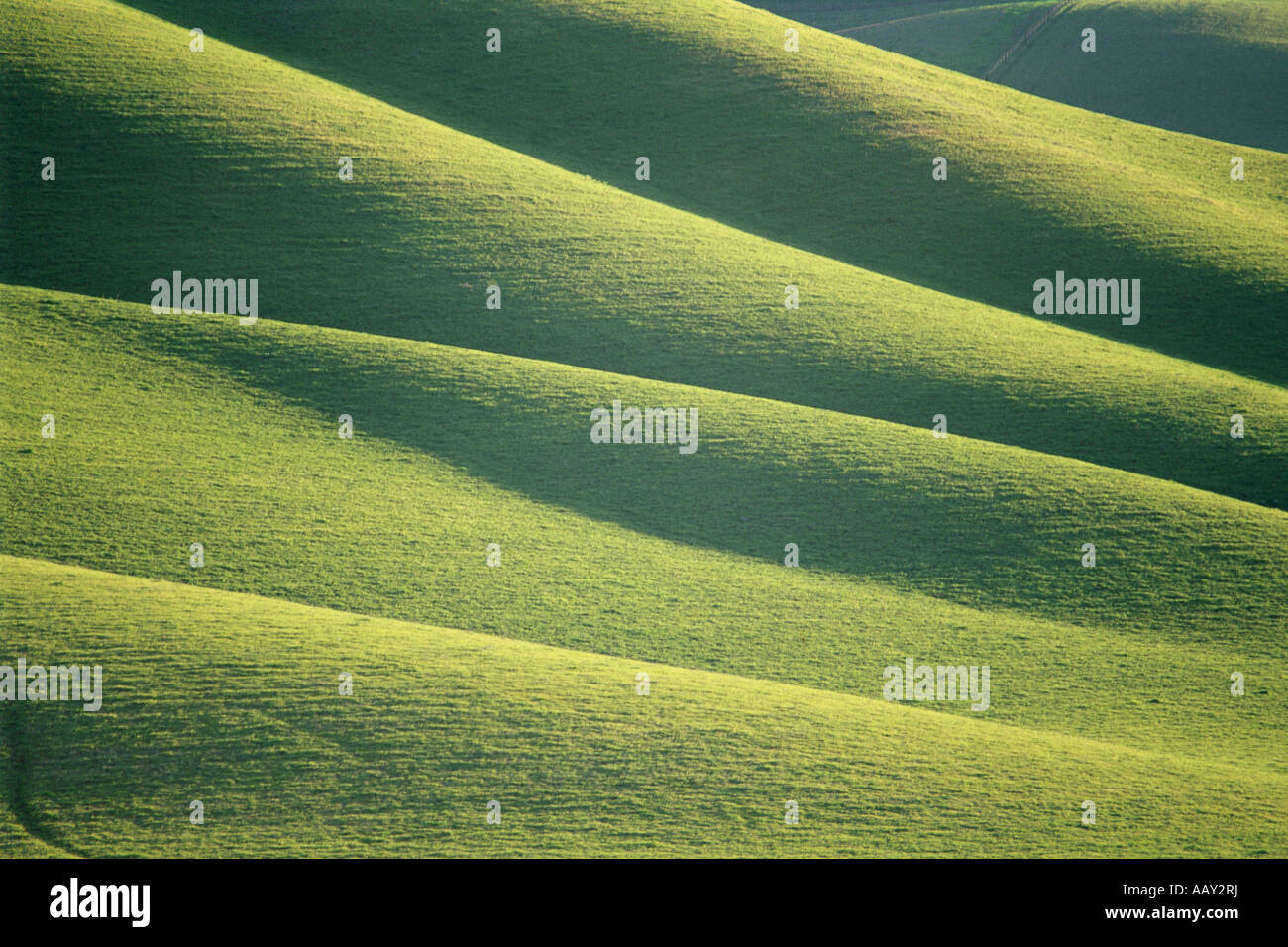 rolling green hills and pastureland of the California foothills in ...