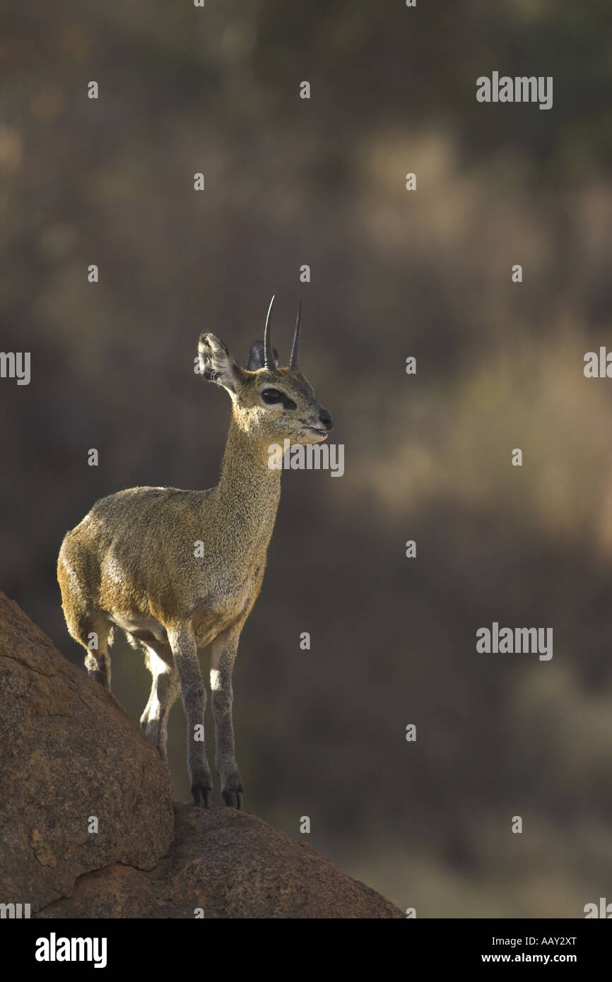 Klipspringer africa hi-res stock photography and images - Alamy