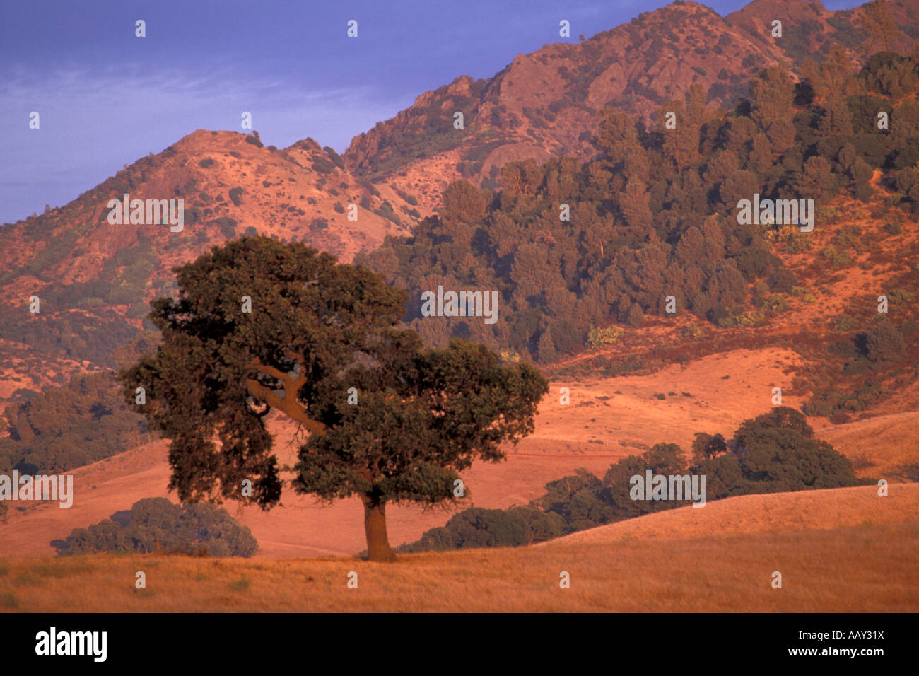 California golden hills hillside summer hi-res stock photography and ...