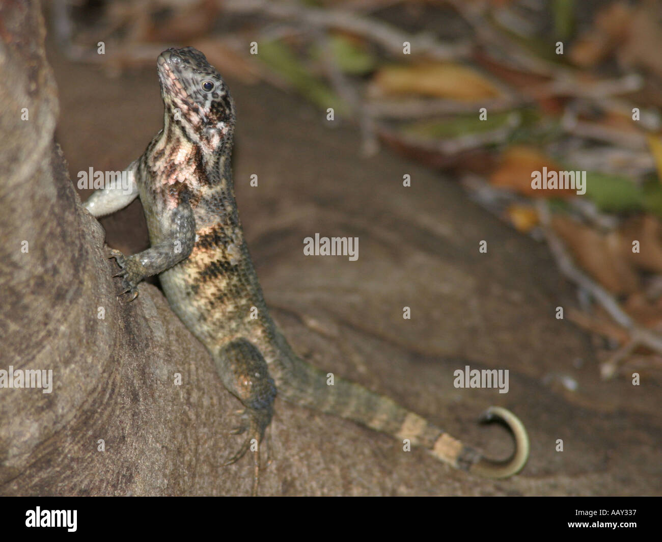 A small iguana pictured at Varadero on the north coast of Cuba Stock ...
