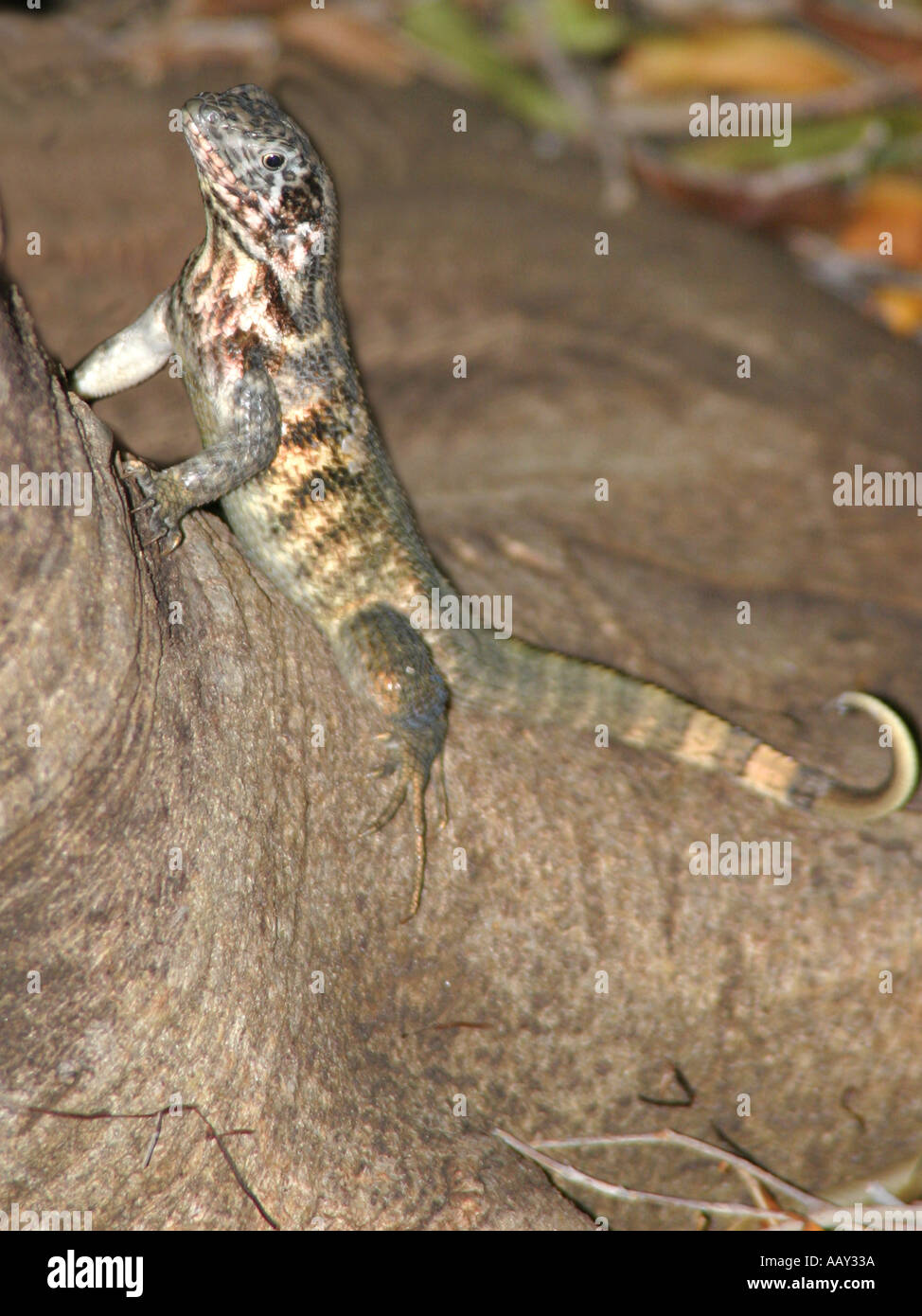 A small Iguana pictured at Varadero on the north coast of Cuba Stock ...