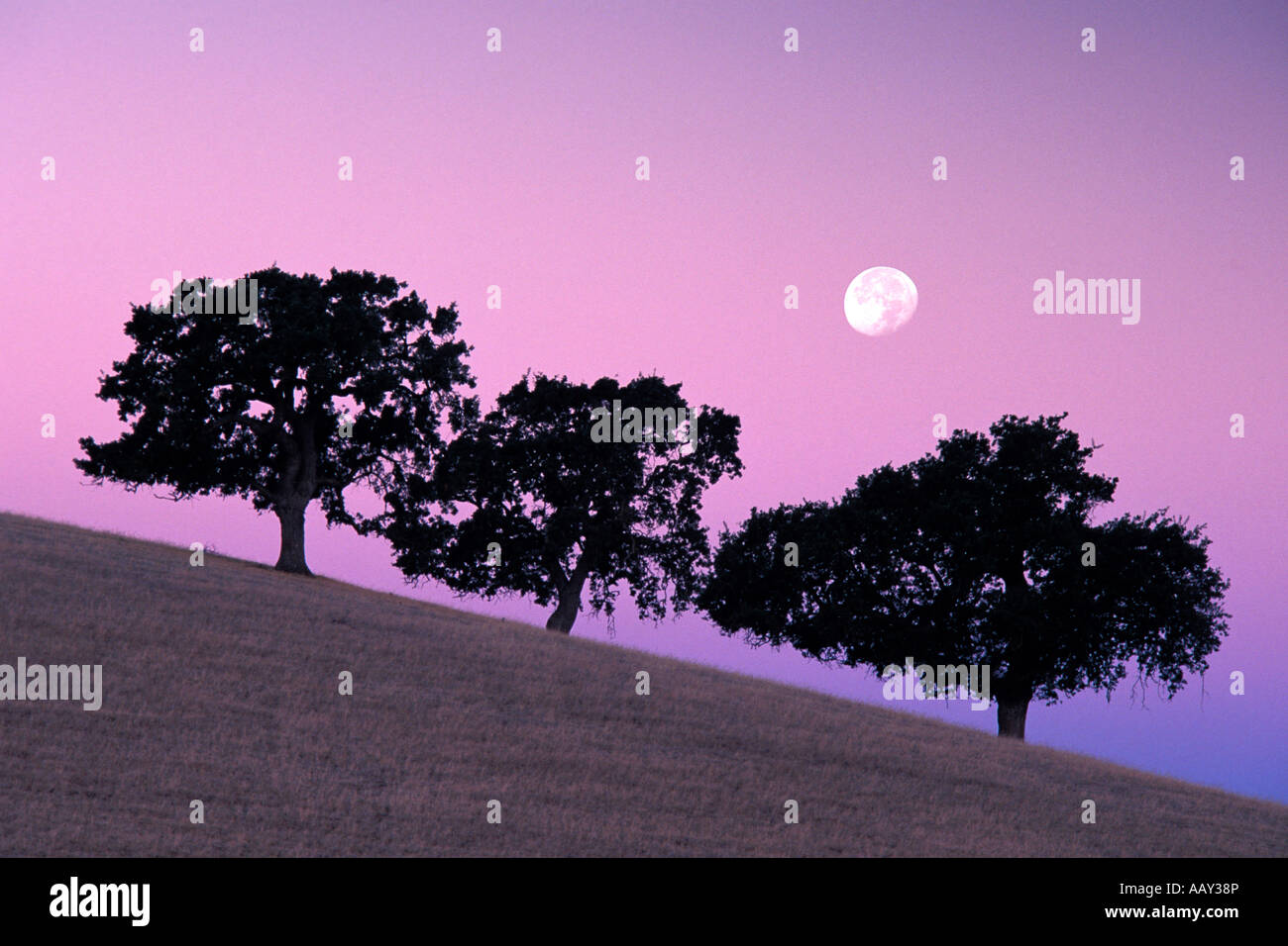 three oak trees on hillside at sunrise with full moon setting in pastel ...