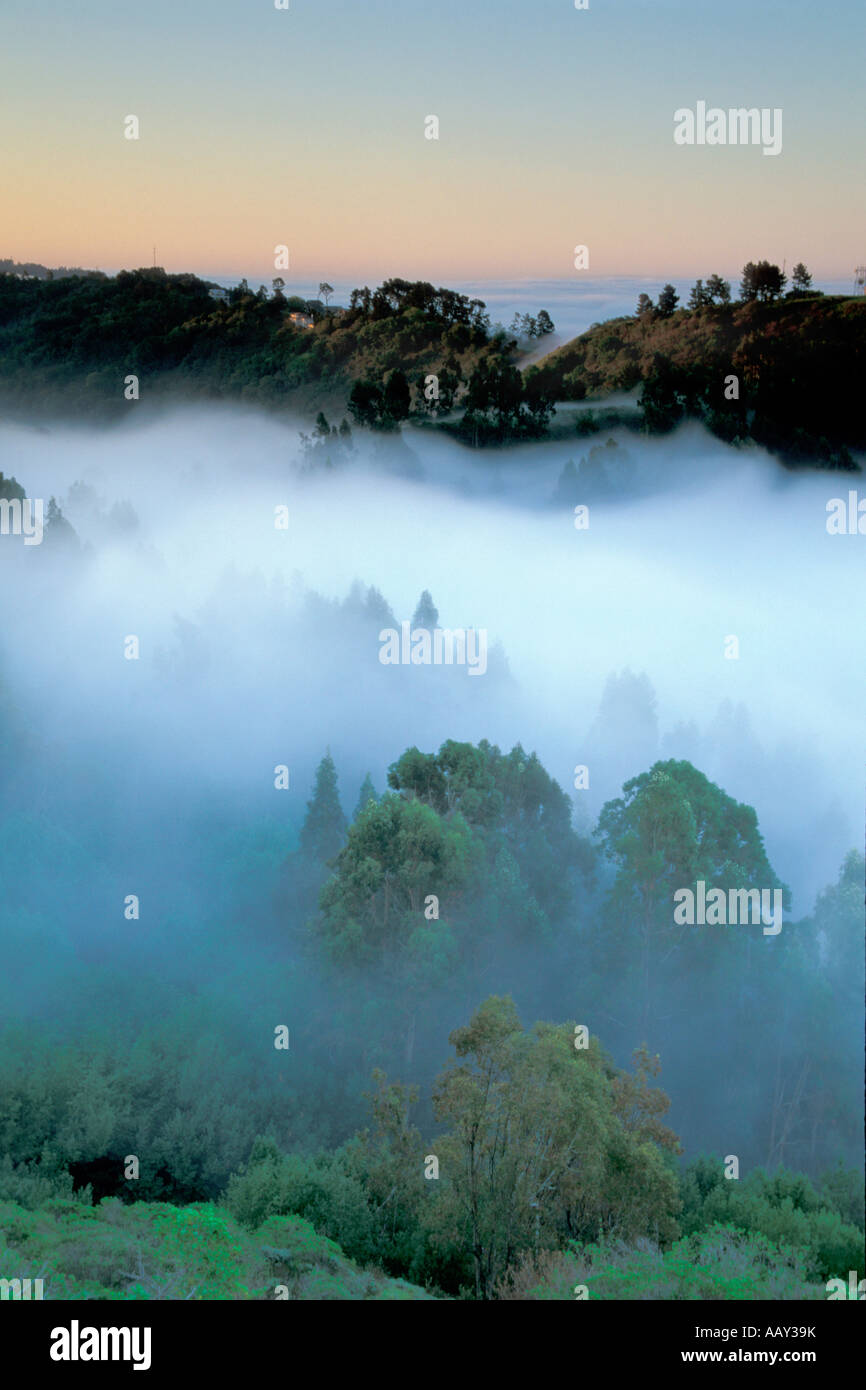 Berkeley california trees hi-res stock photography and images - Alamy