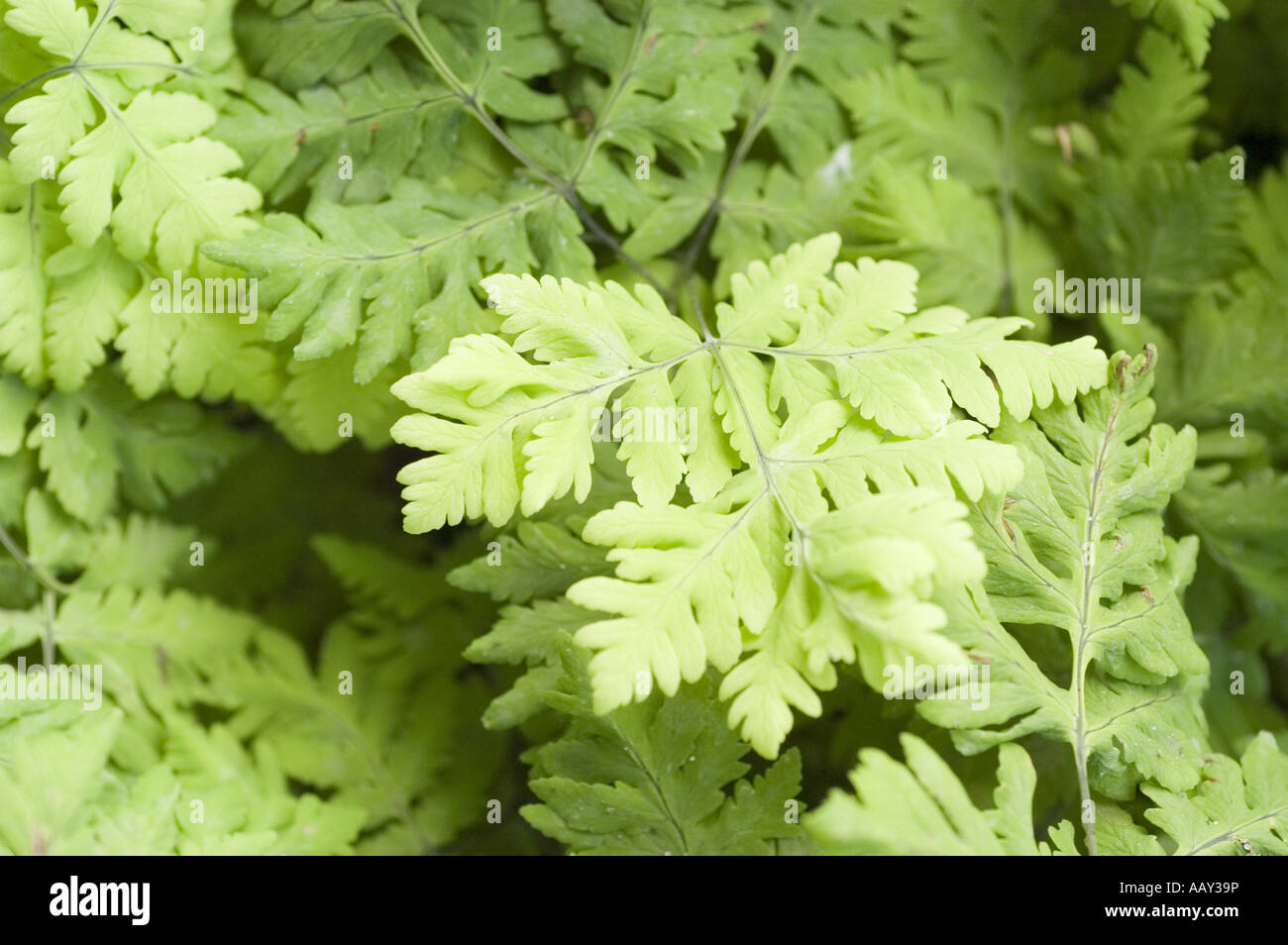 Green fern plant of Western Oak Fern or Oak Fern - Gymnocarpium ...
