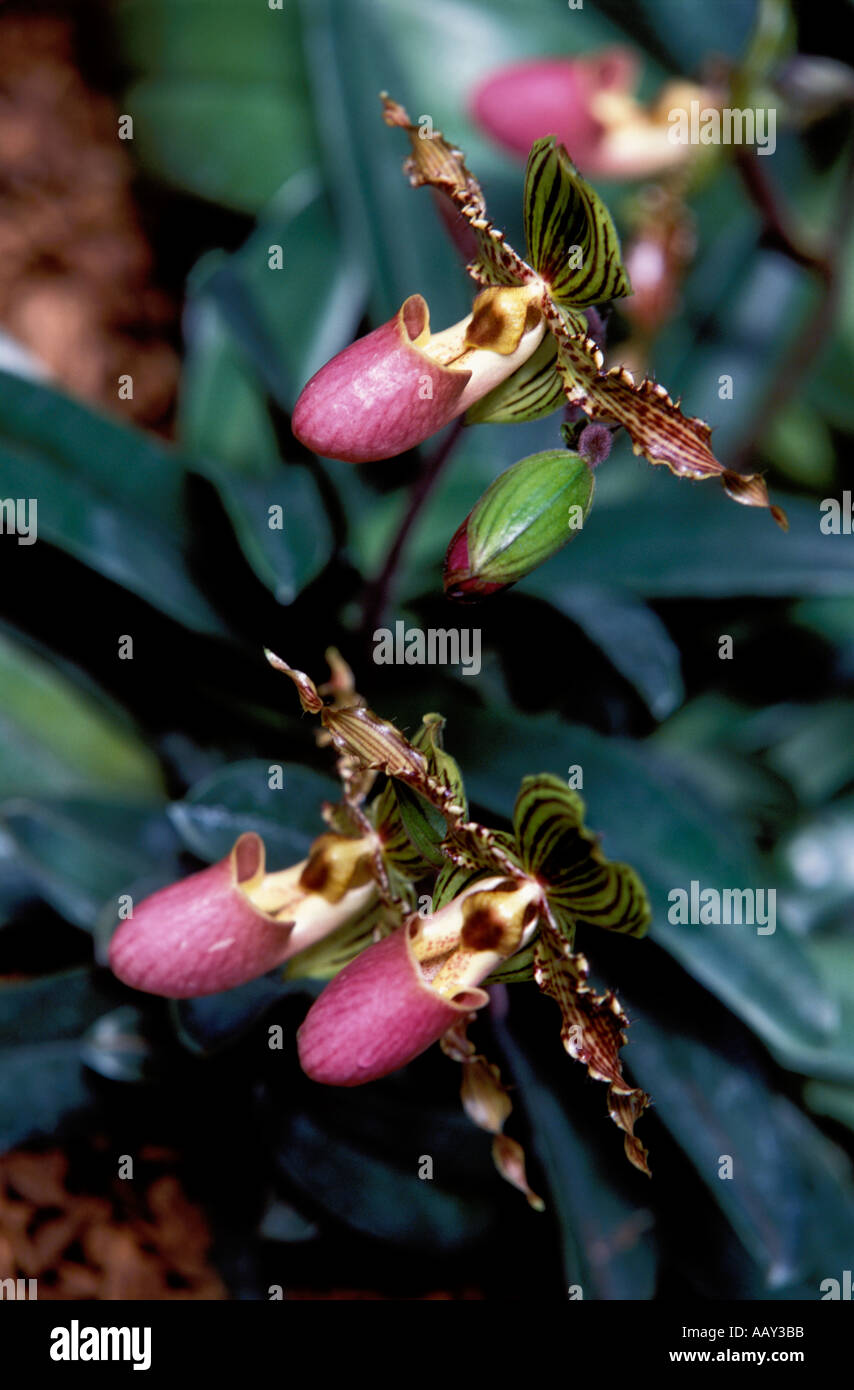 Strange orchids hi-res stock photography and images - Alamy