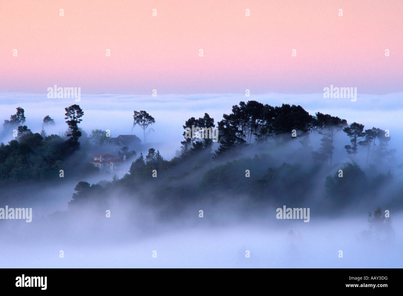 Pacific Ocean fog along the California coast going through a forest of ...