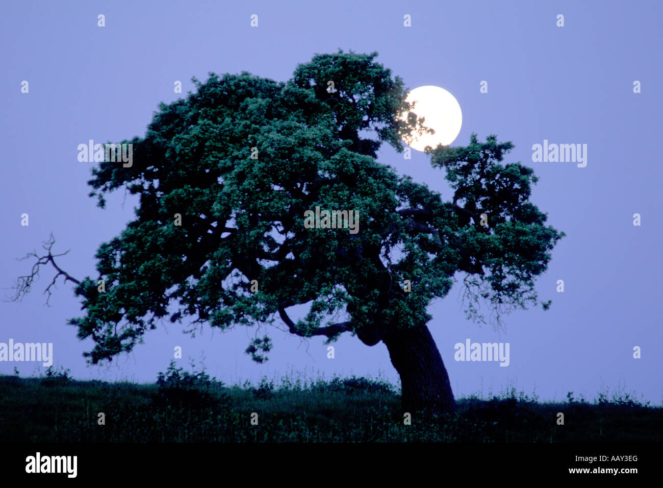 mighty oak tree with full moon in silhouette California foothills in ...