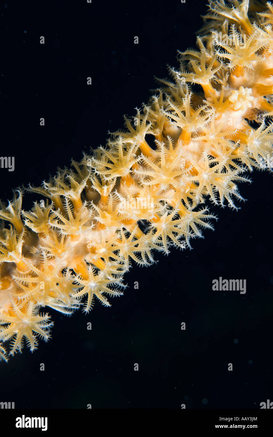 Underwater sea ocean atlantic tropical caribbean bahamas invertebrate ...