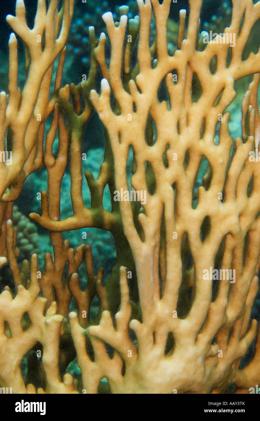 Fire coral Millepora dichotoma in Red Sea Stock Photo - Alamy