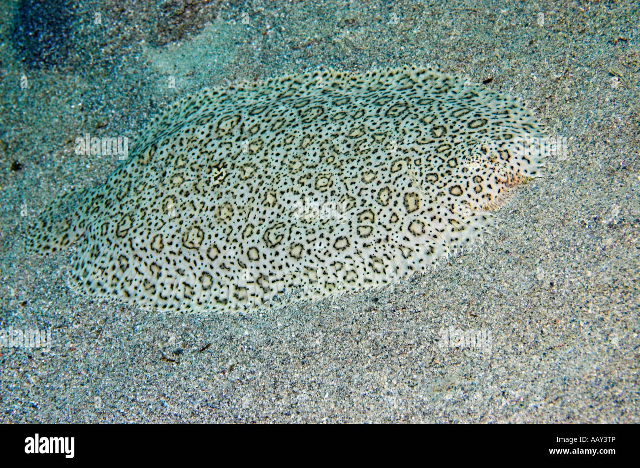 Moses or finless sole Pardachirus marmoratus on sandy bottom Red Sea ...