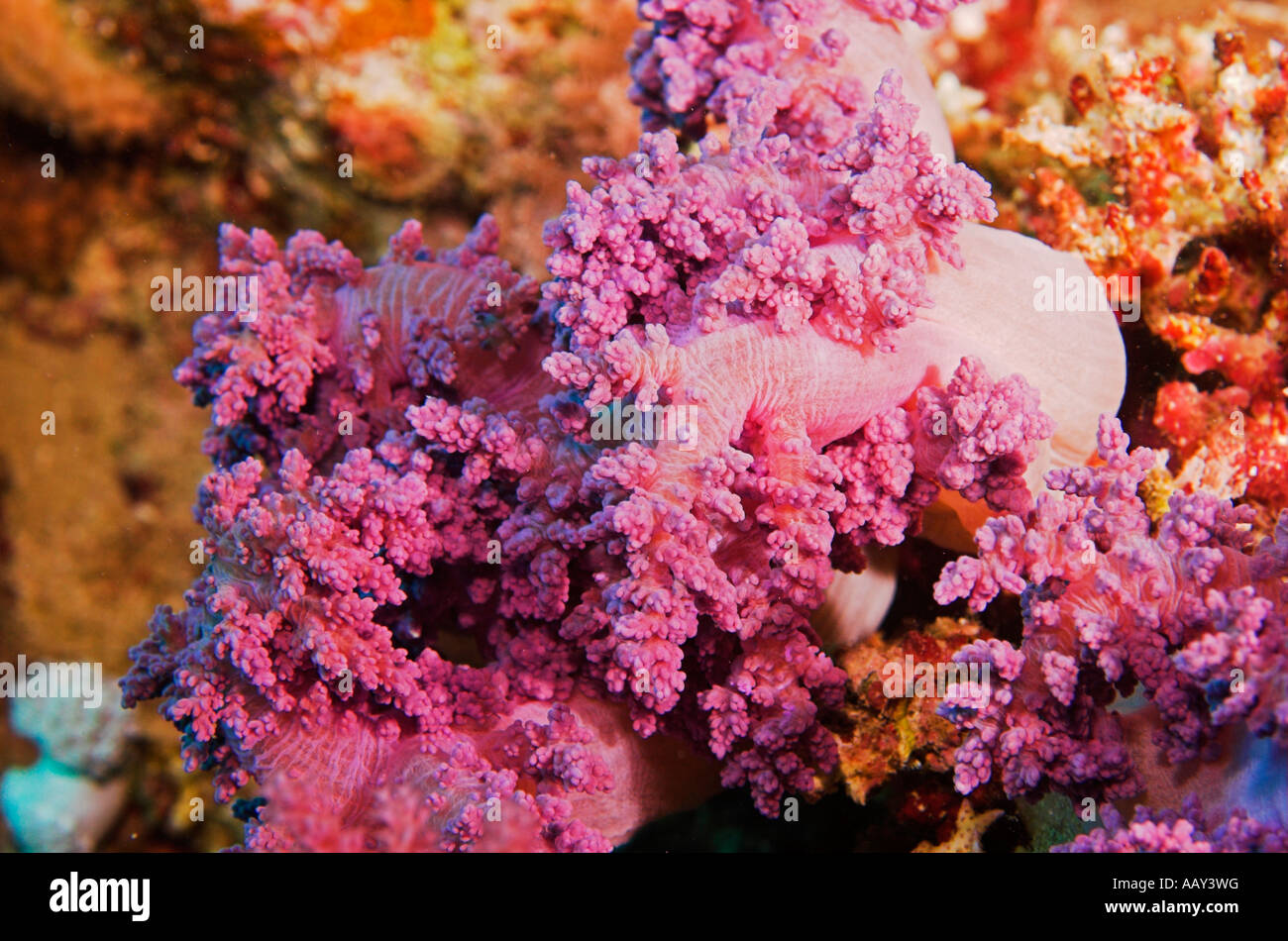 Closeup pink soft "tree coral" Dendronephthya sp Red Sea Egypt Stock ...