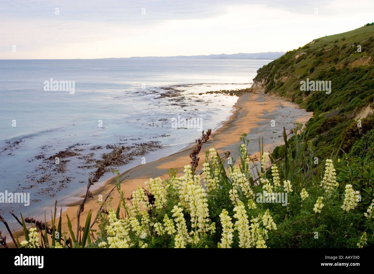 Oamaru Cape Wanbrow reserve NZ Stock Photo - Alamy