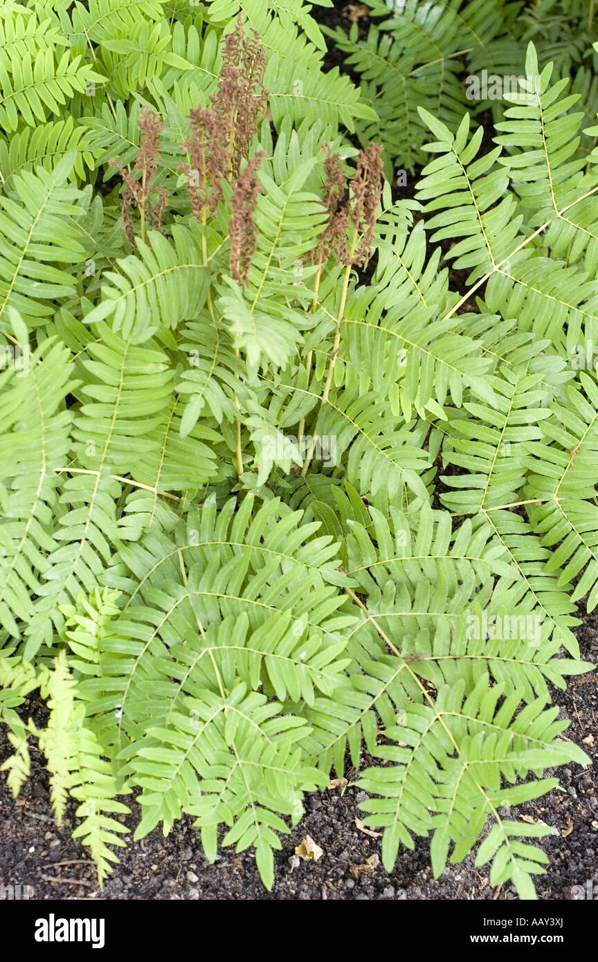 Royal fern - Osmundaceae - Osmunda regalis Stock Photo - Alamy