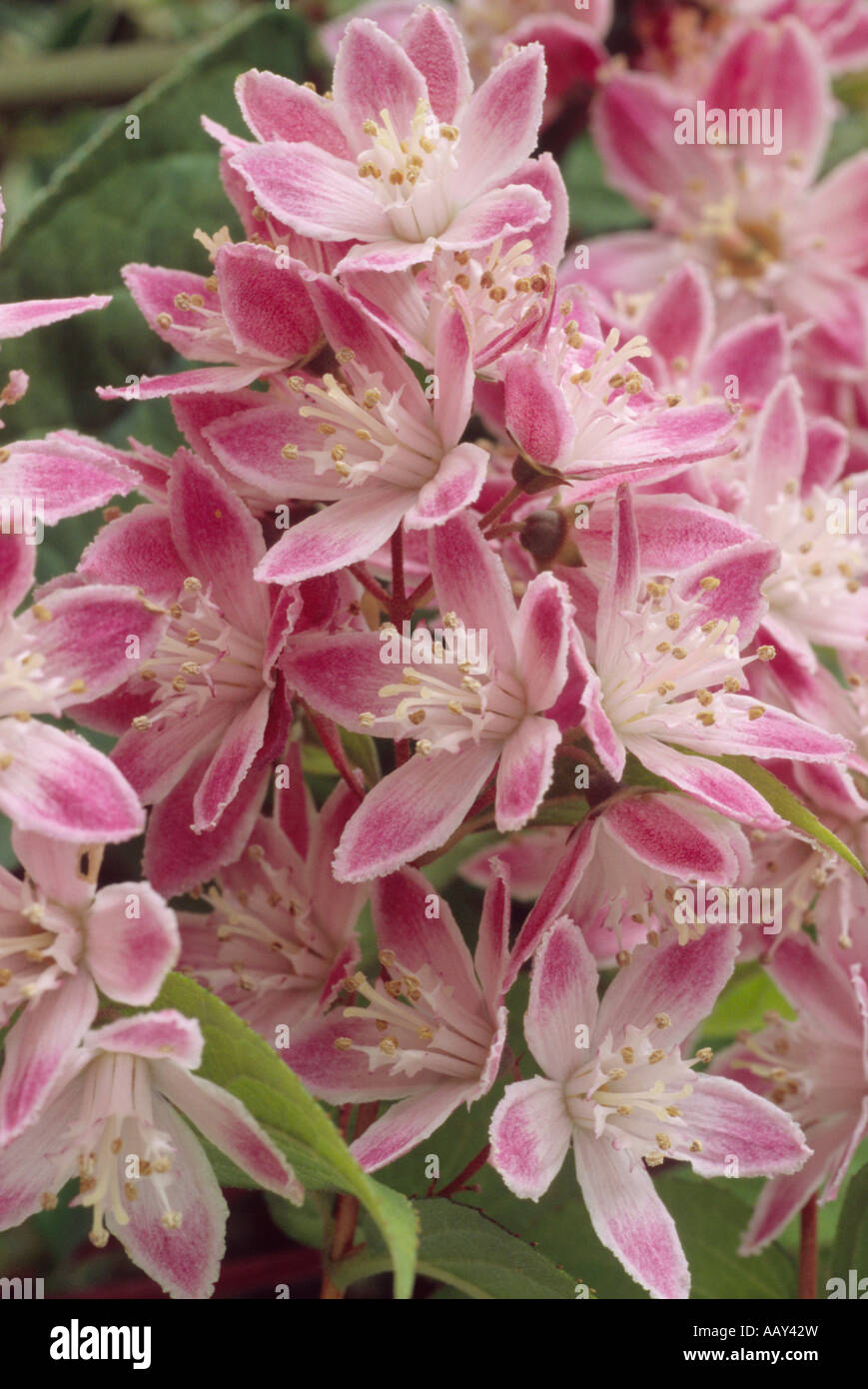Pink deutzia hybrida hi-res stock photography and images - Alamy