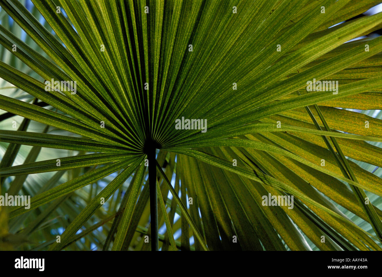 Close up fanning palm leaf hi-res stock photography and images - Alamy