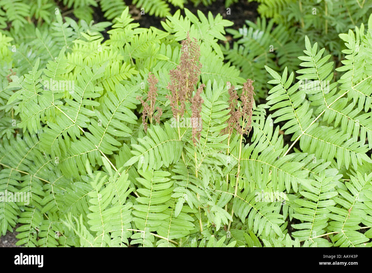 Royal fern - Osmundaceae - Osmunda regalis Stock Photo - Alamy