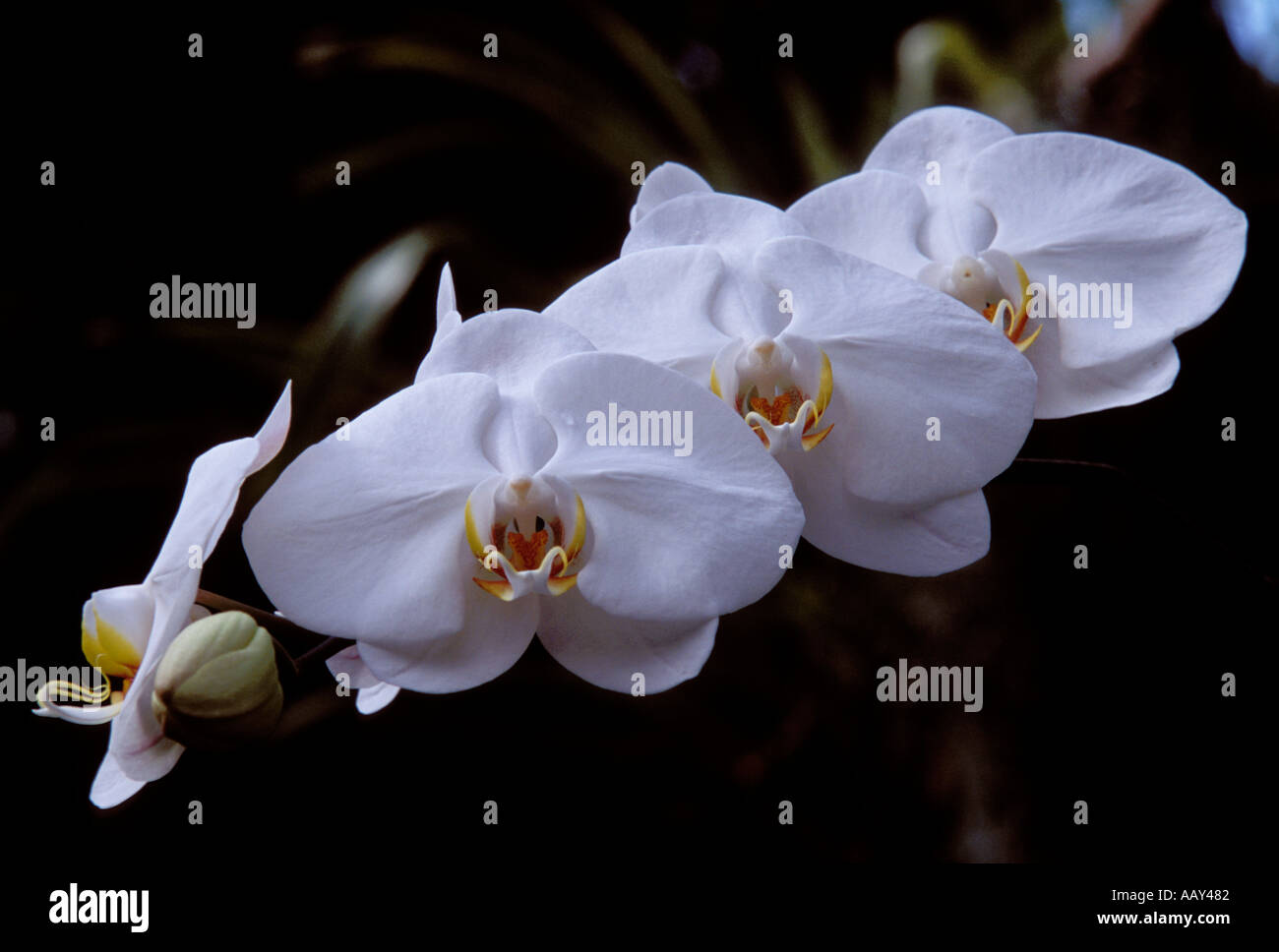Row of orchids hi-res stock photography and images - Alamy