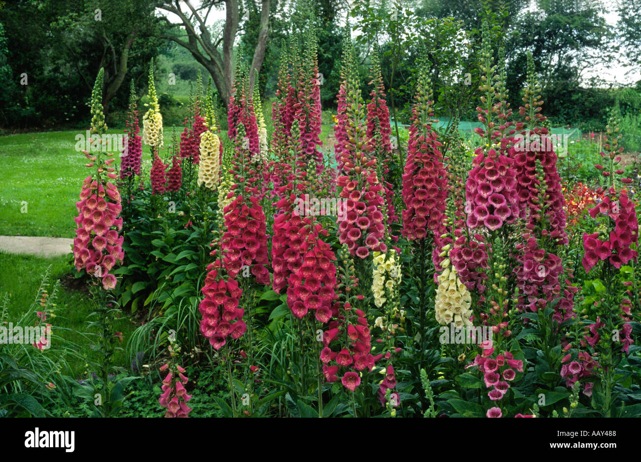 Digitalis purpurea Excelsior Group foxgloves Stock Photo - Alamy