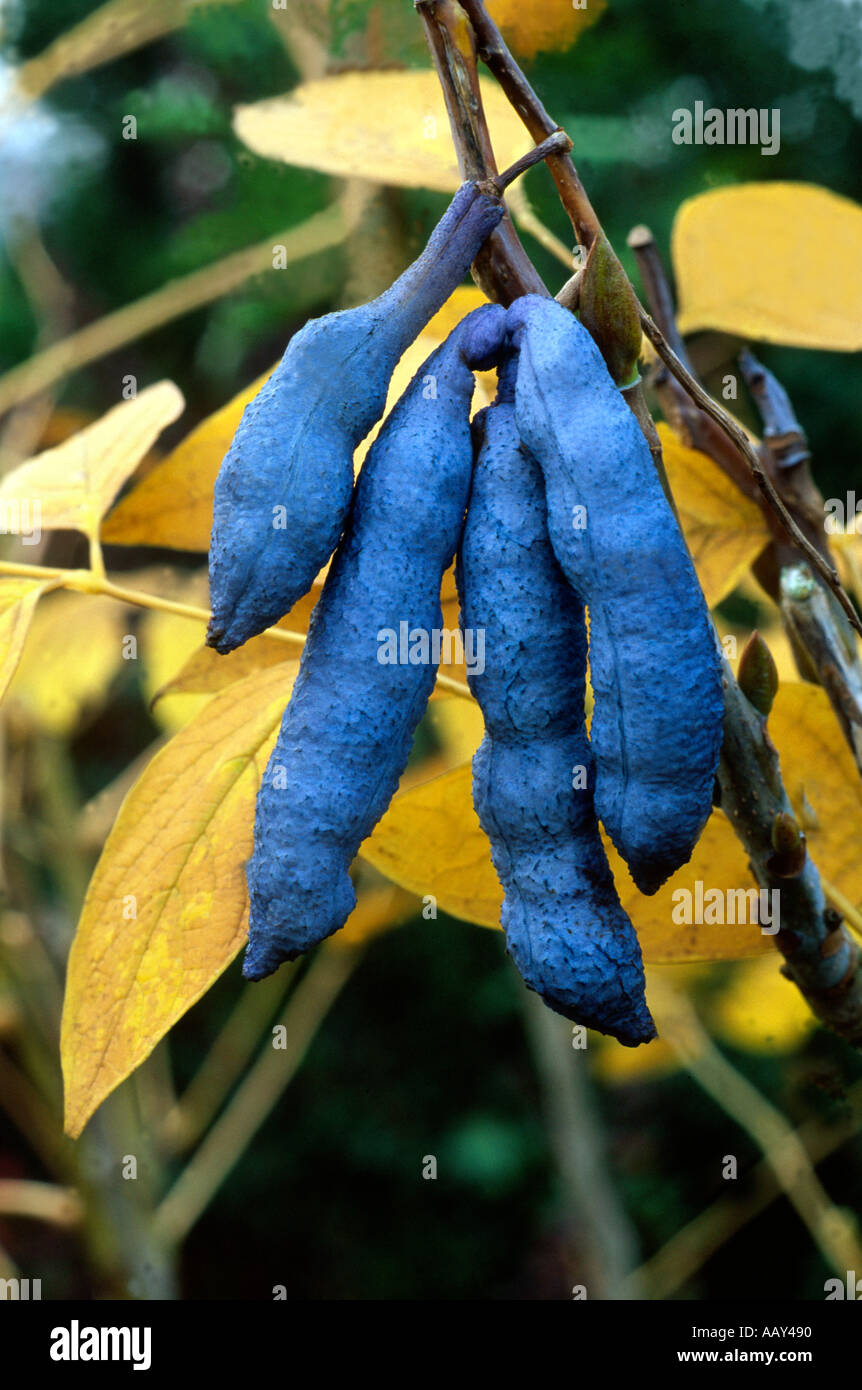 Fargesii hi-res stock photography and images - Alamy