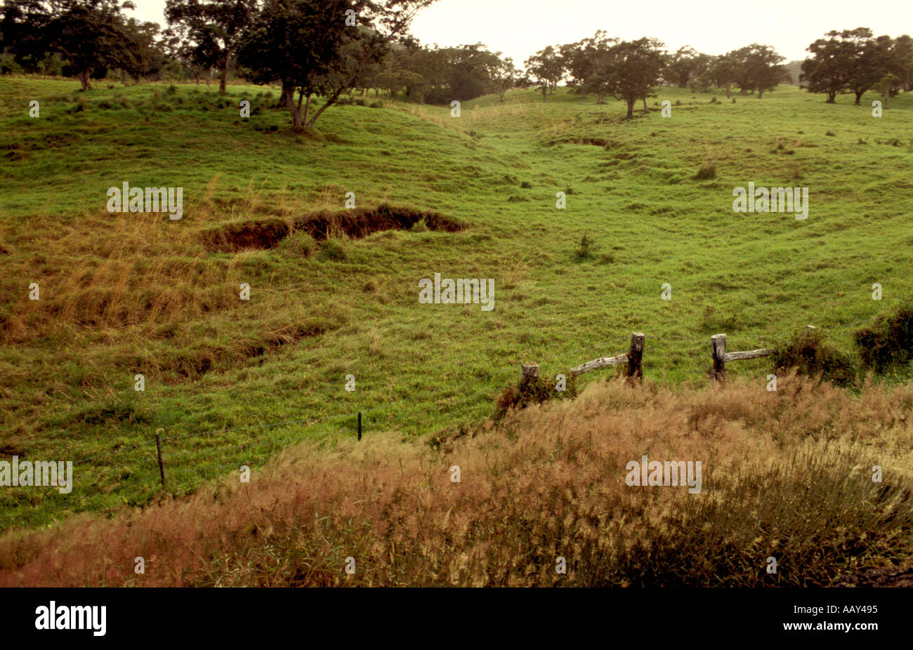 Pasture Fence and Tree Grove Stock Photo - Alamy