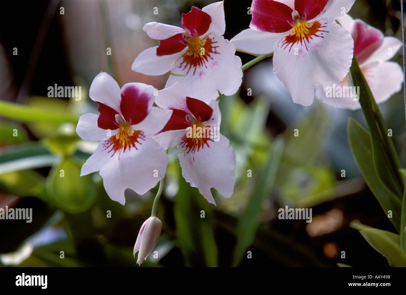 White miltoniopsis hi-res stock photography and images - Alamy