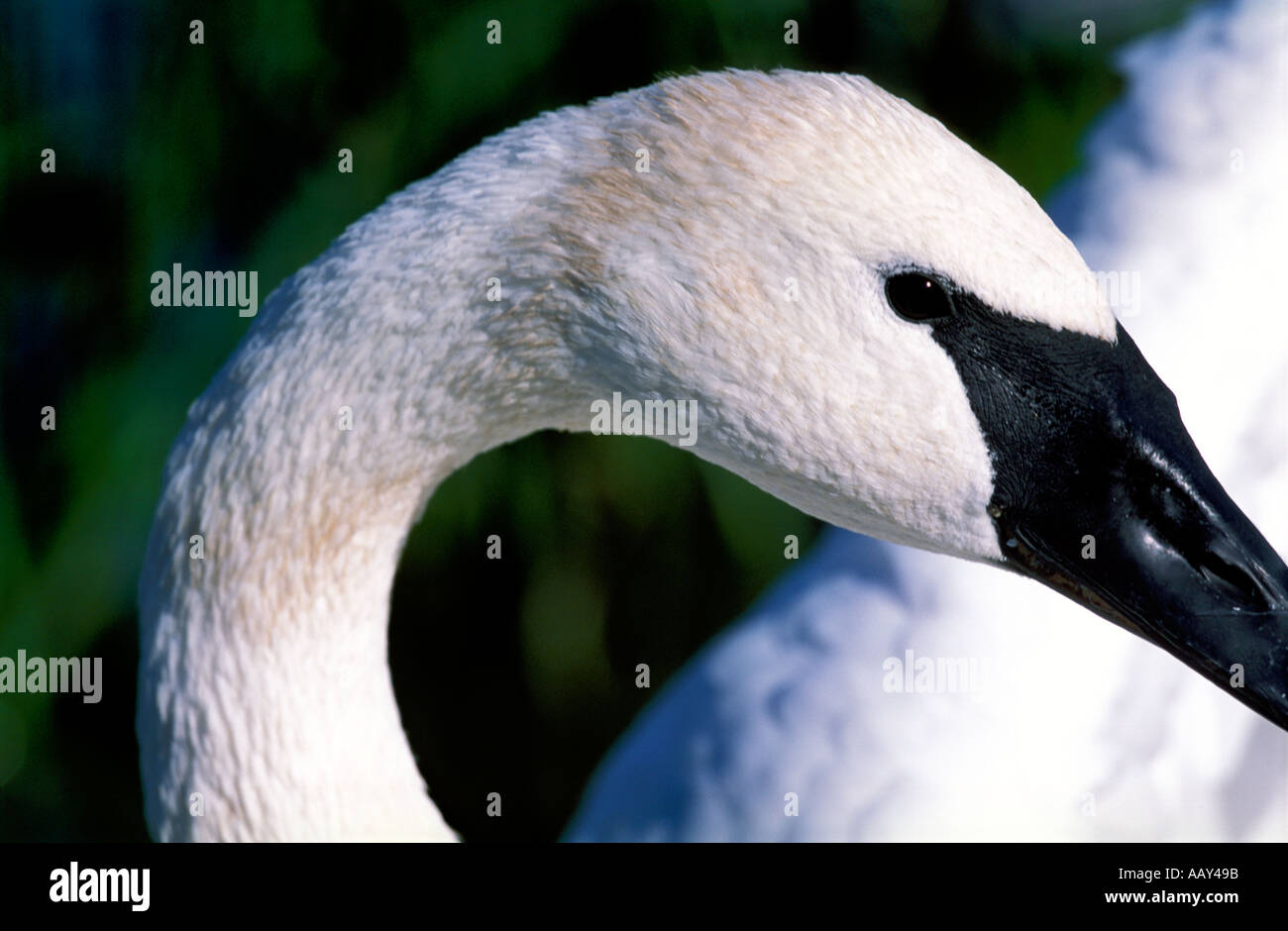 Neck turning swan hi-res stock photography and images - Alamy