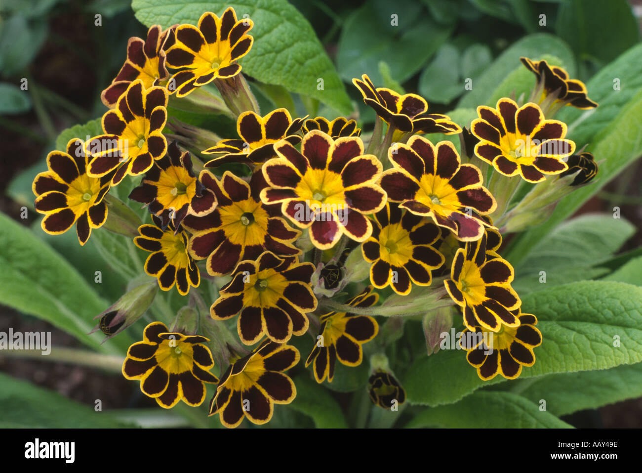 Primula Gold laced Group Stock Photo - Alamy
